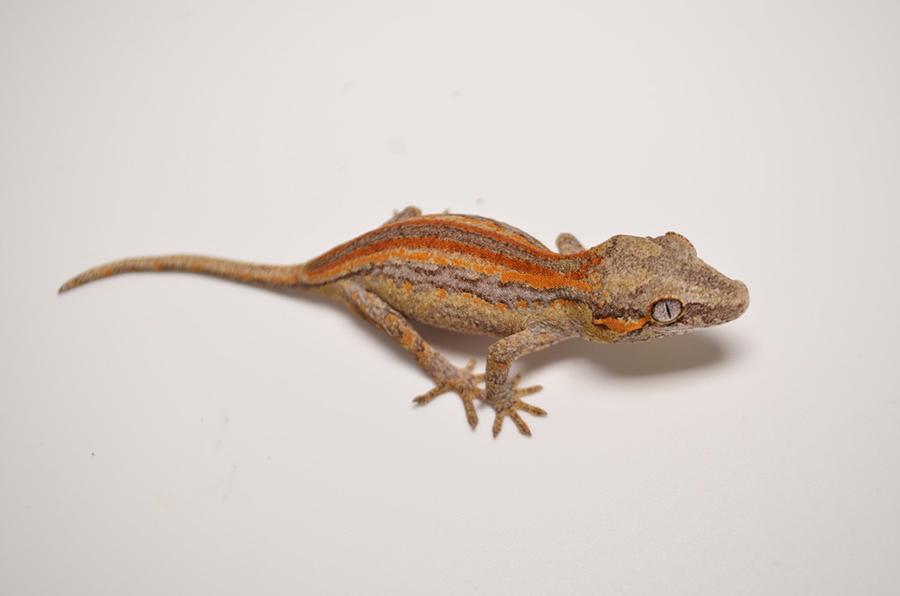 My new Gargoyle | Gecko Forums