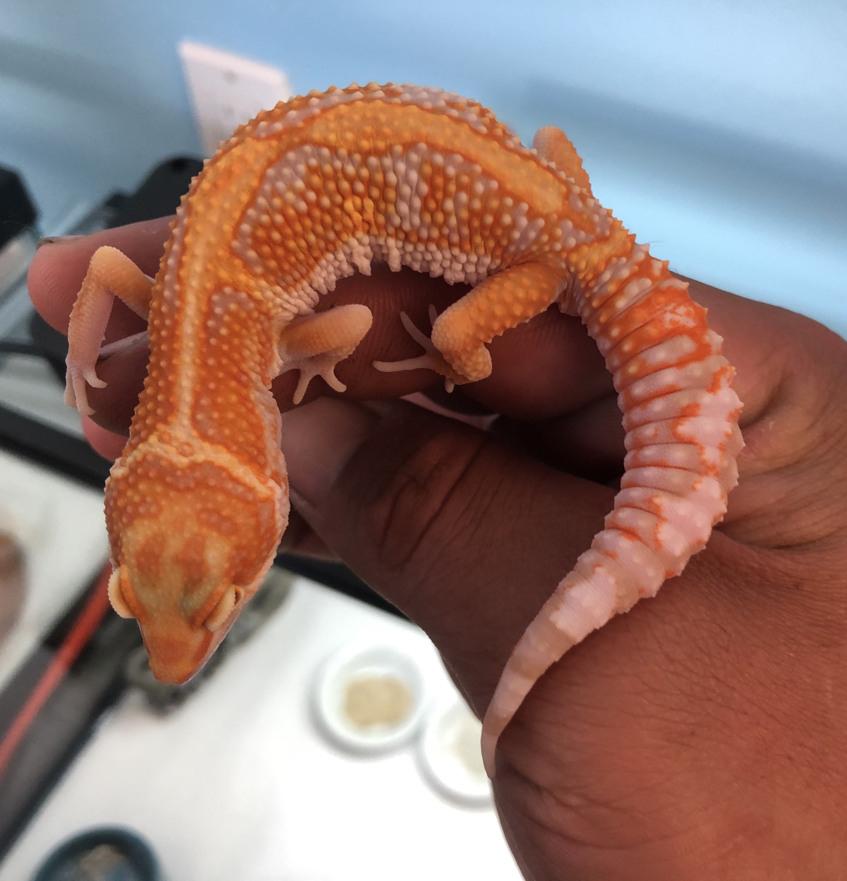 Zayan | Gecko Forums